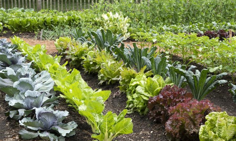 Grabenhorst Garden | City of Pitt Meadows